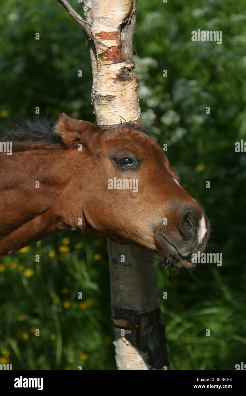 Foal scratching its head Stock Photo - Alamy
