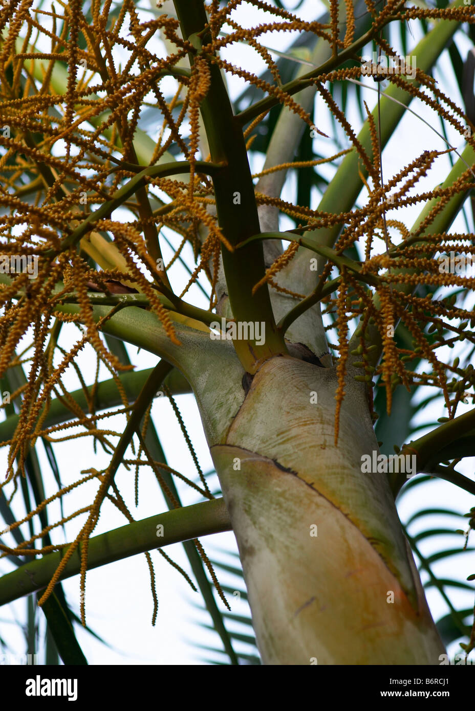 Caribbean tree hi-res stock photography and images - Alamy