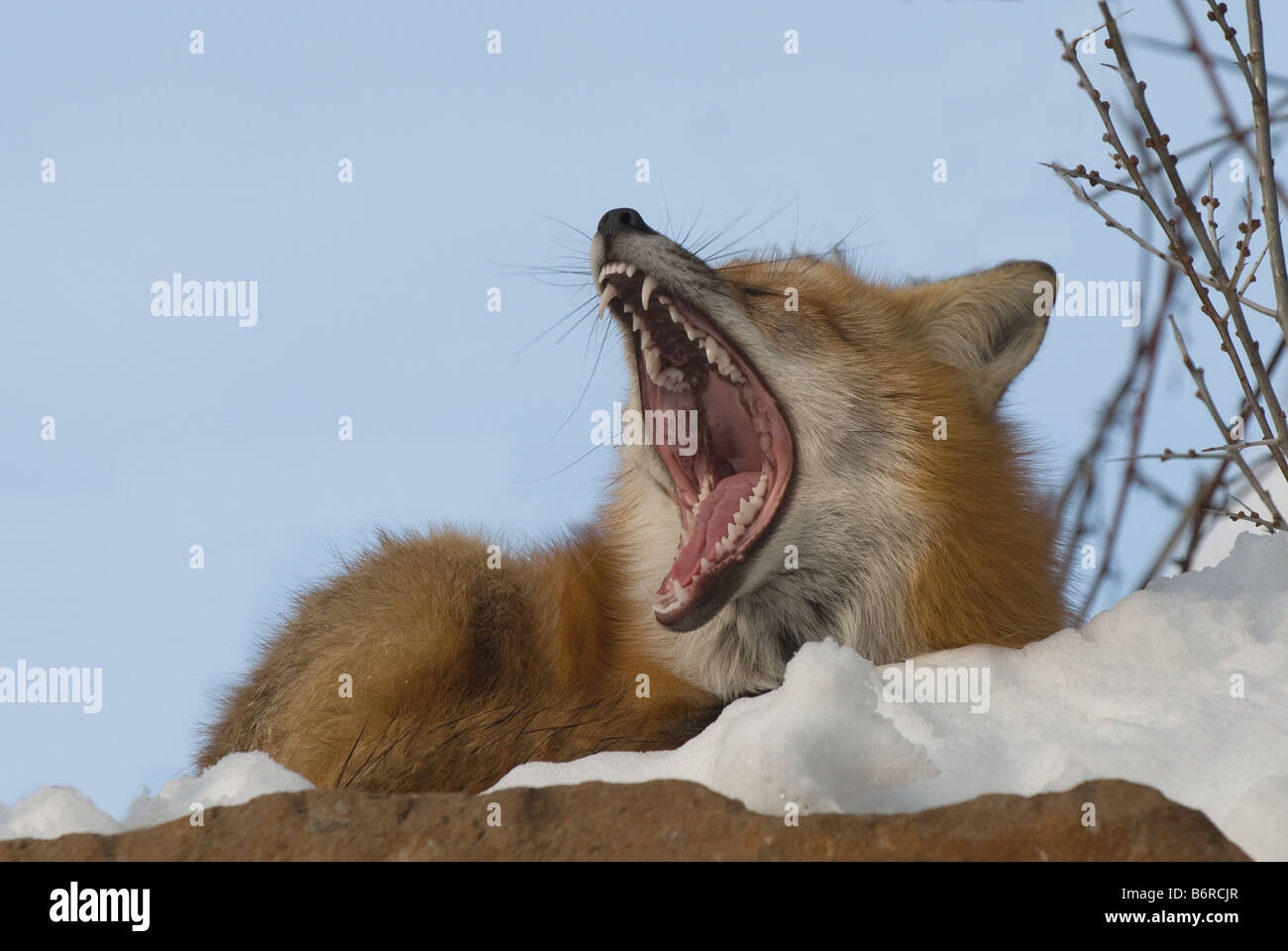 Fox teeth hi-res stock photography and images - Alamy