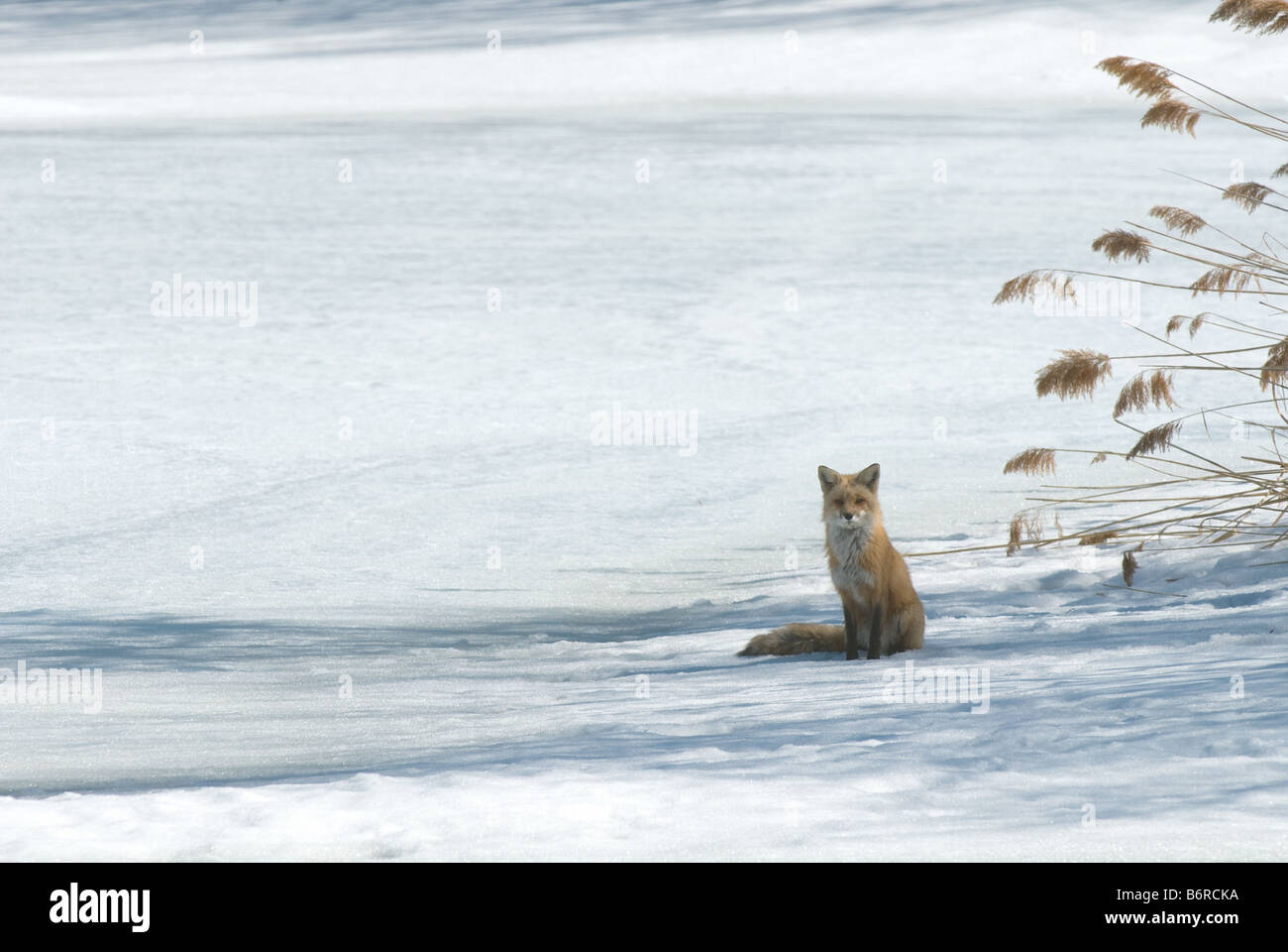 Red Fox (Vulpes vulpes) sitting on the edge of a frozen lake Stock ...