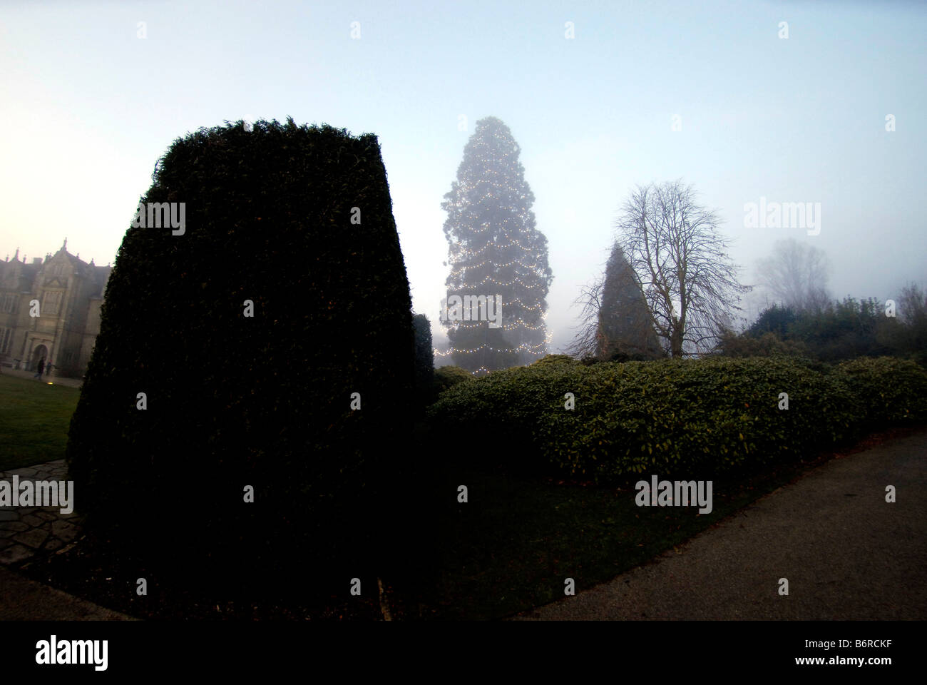 Giant sequoia redwood tree decorated with Christmas lights in the ...
