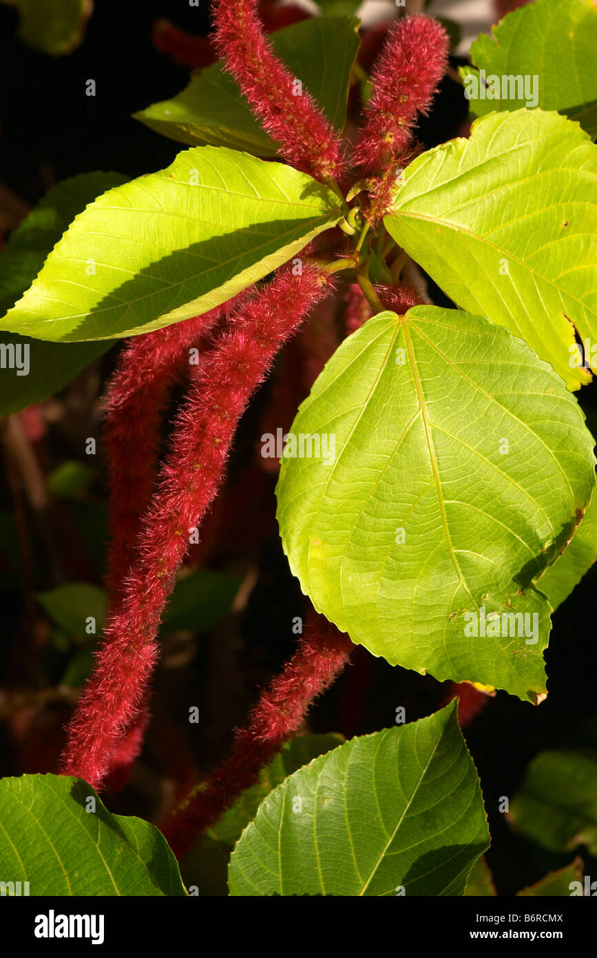 caribbean plant, green leaves long red flower Stock Photo - Alamy