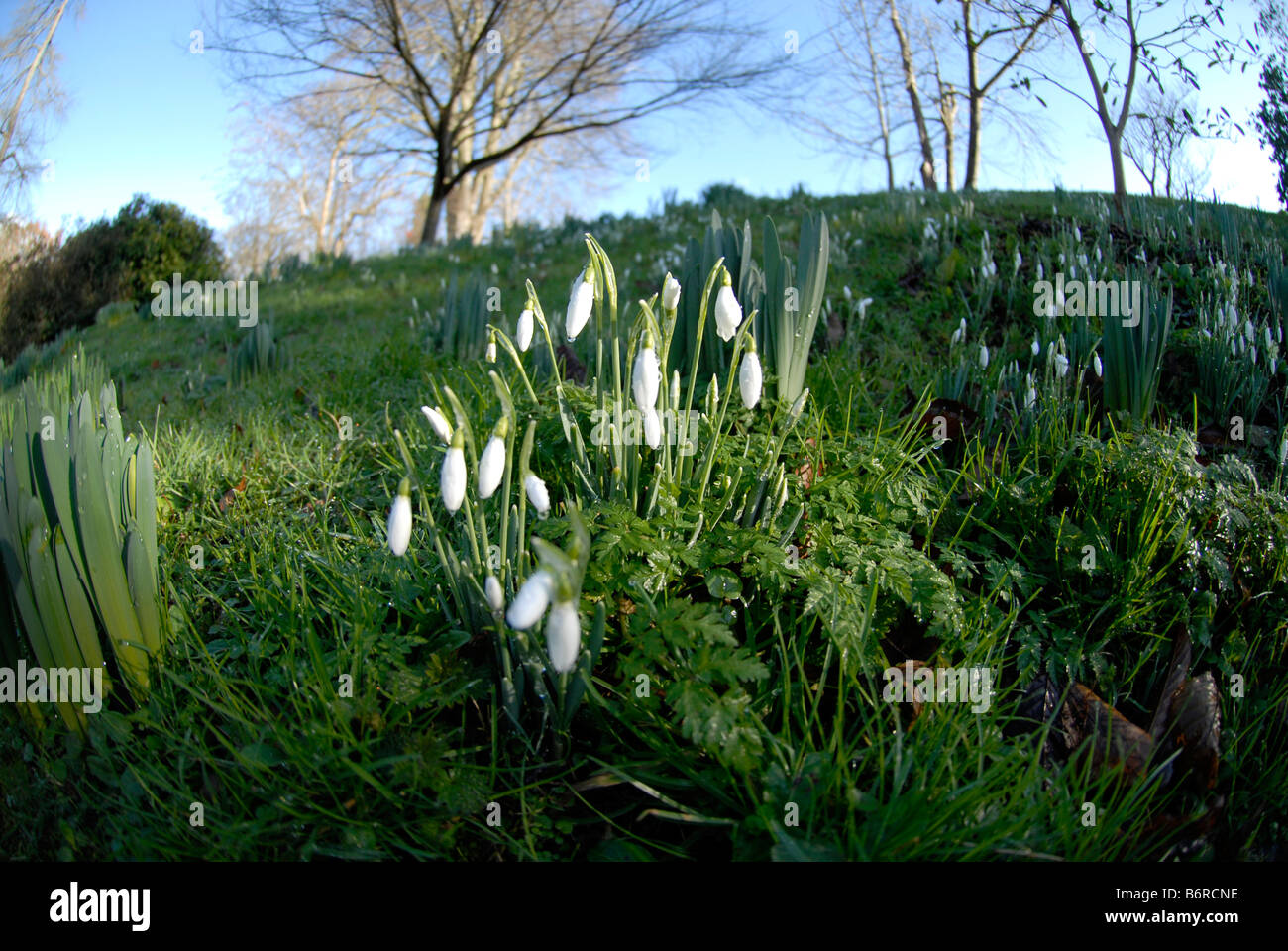 Buds snowdrops hi-res stock photography and images - Alamy