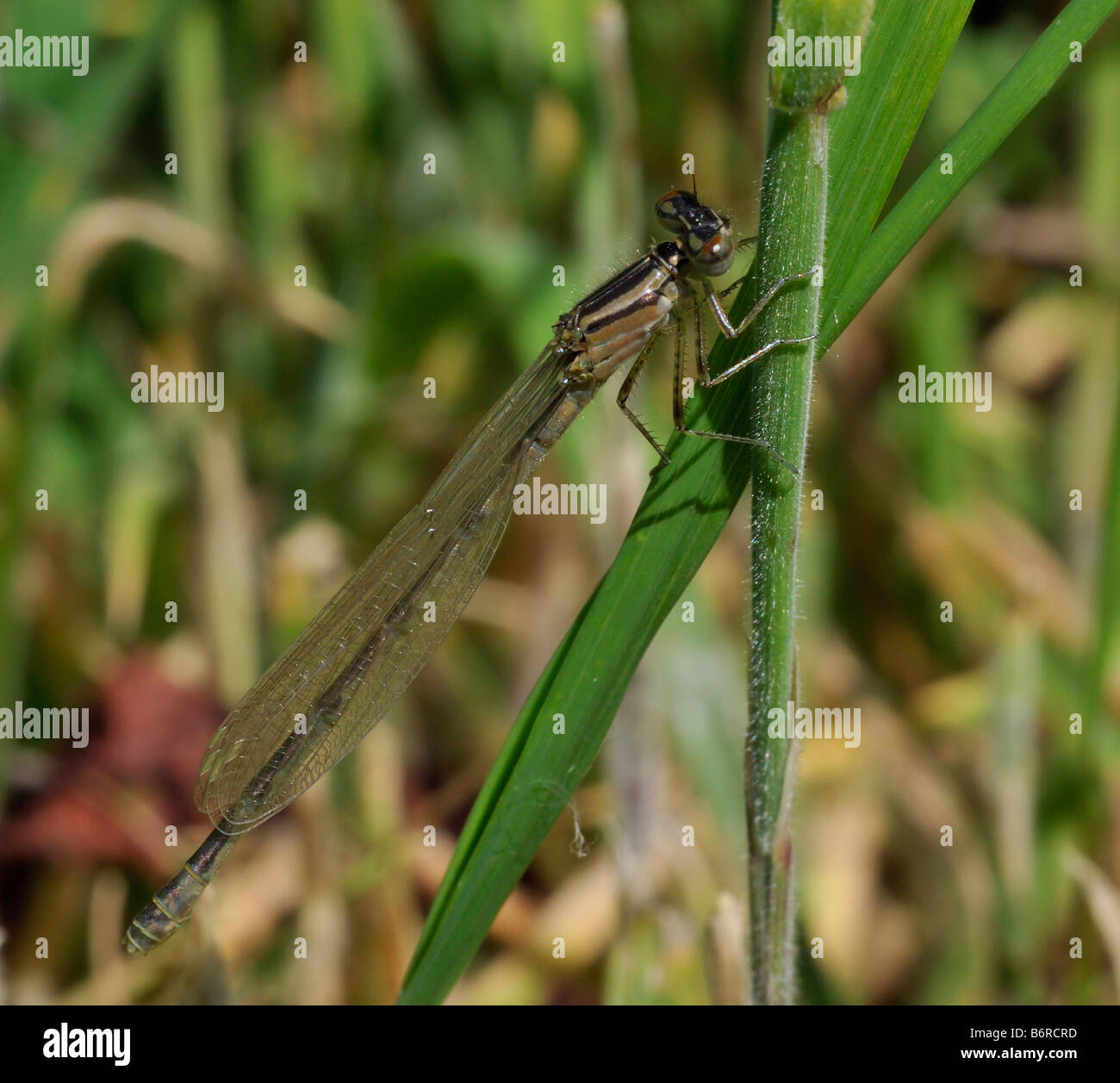 Common Blue Damselfly Enallagma cyathigerum Teneral female Stock Photo ...