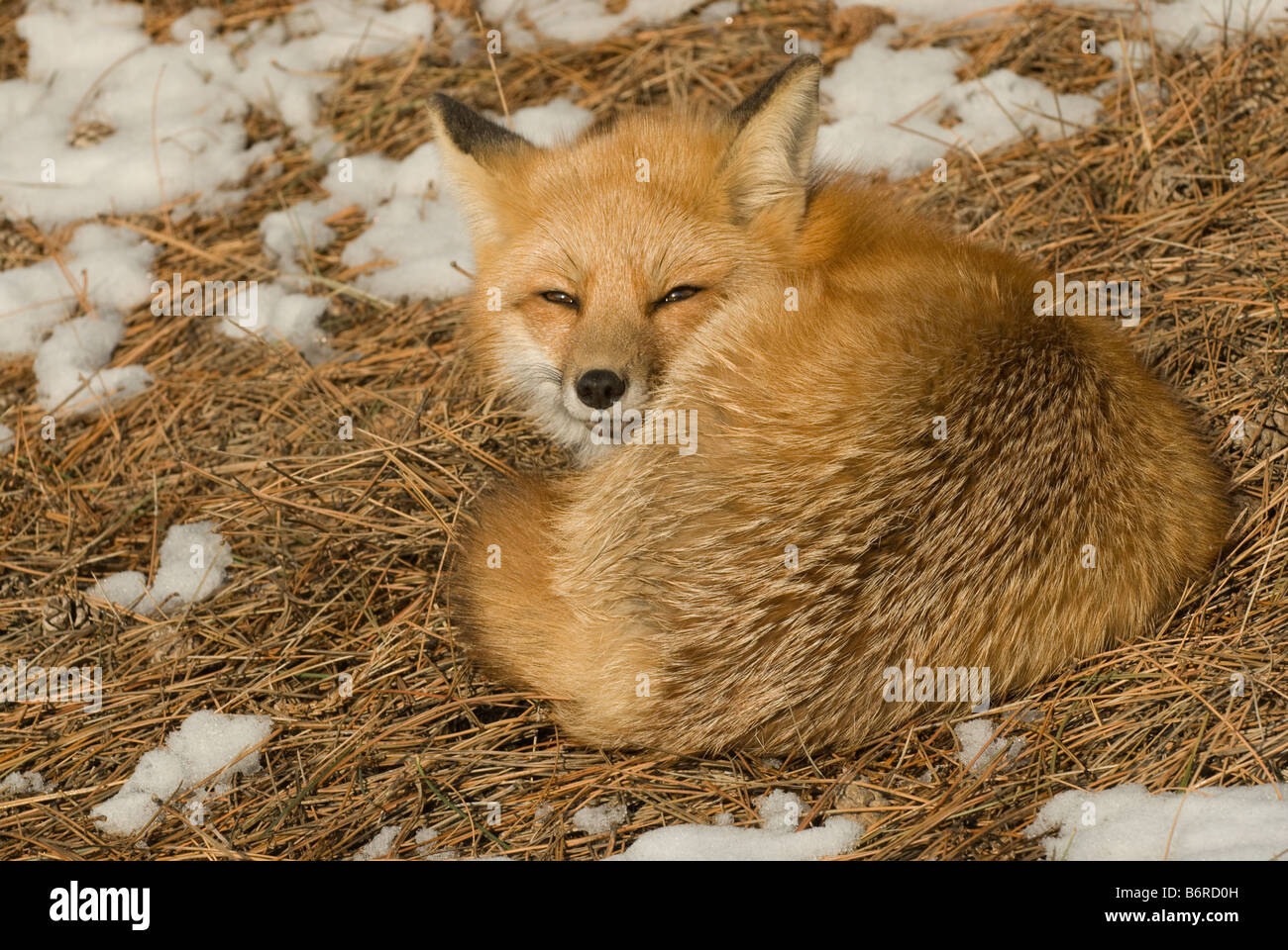Curled up fox hi-res stock photography and images - Alamy
