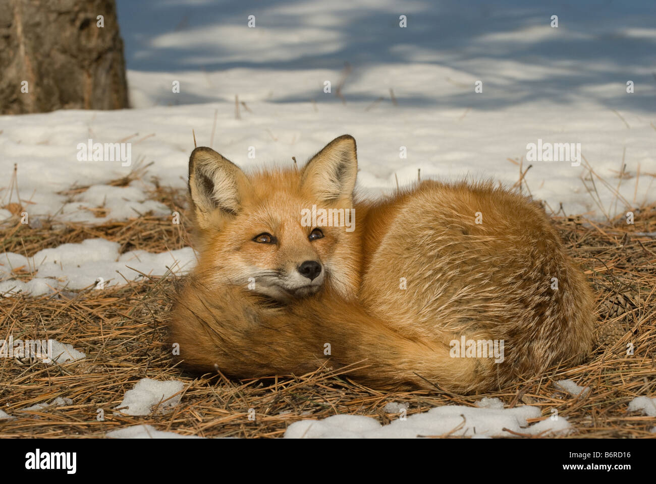 Red Fox (Vulpes vulpes) lying curled up on pine needles among snow ...