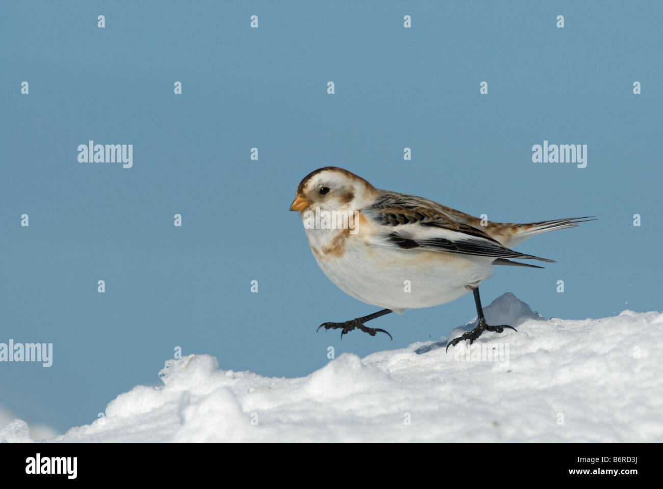 Walking winter snow bird animal hi-res stock photography and images - Alamy