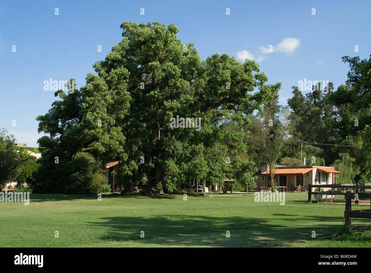 Ombu tree buenos aires hi-res stock photography and images - Alamy