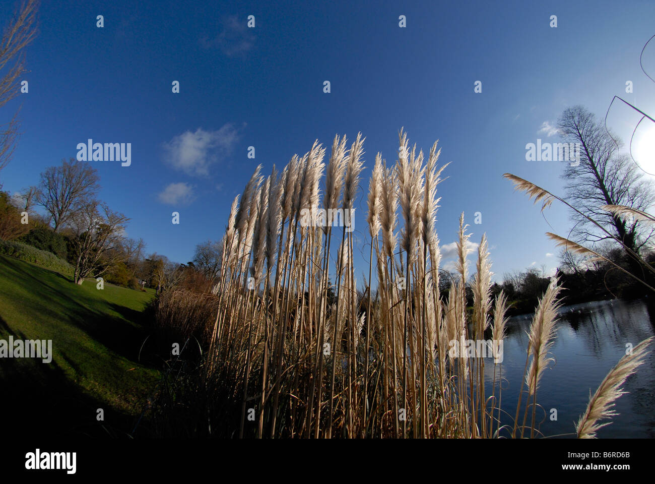 Pampas grass swaying in the wind with blue sky in winter Wakehurst ...