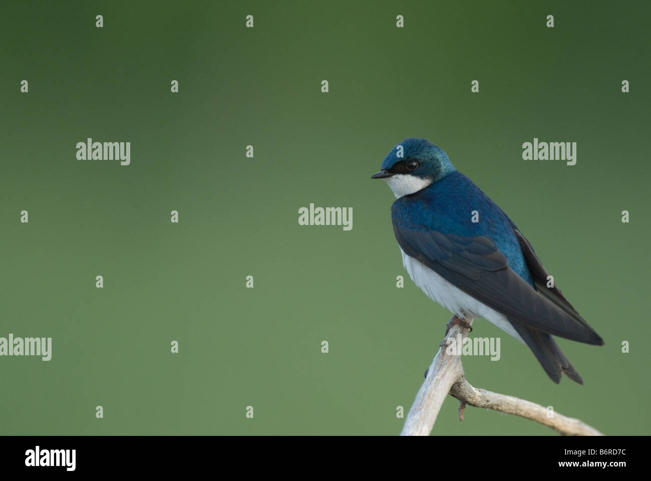 Swallow hi-res stock photography and images - Alamy