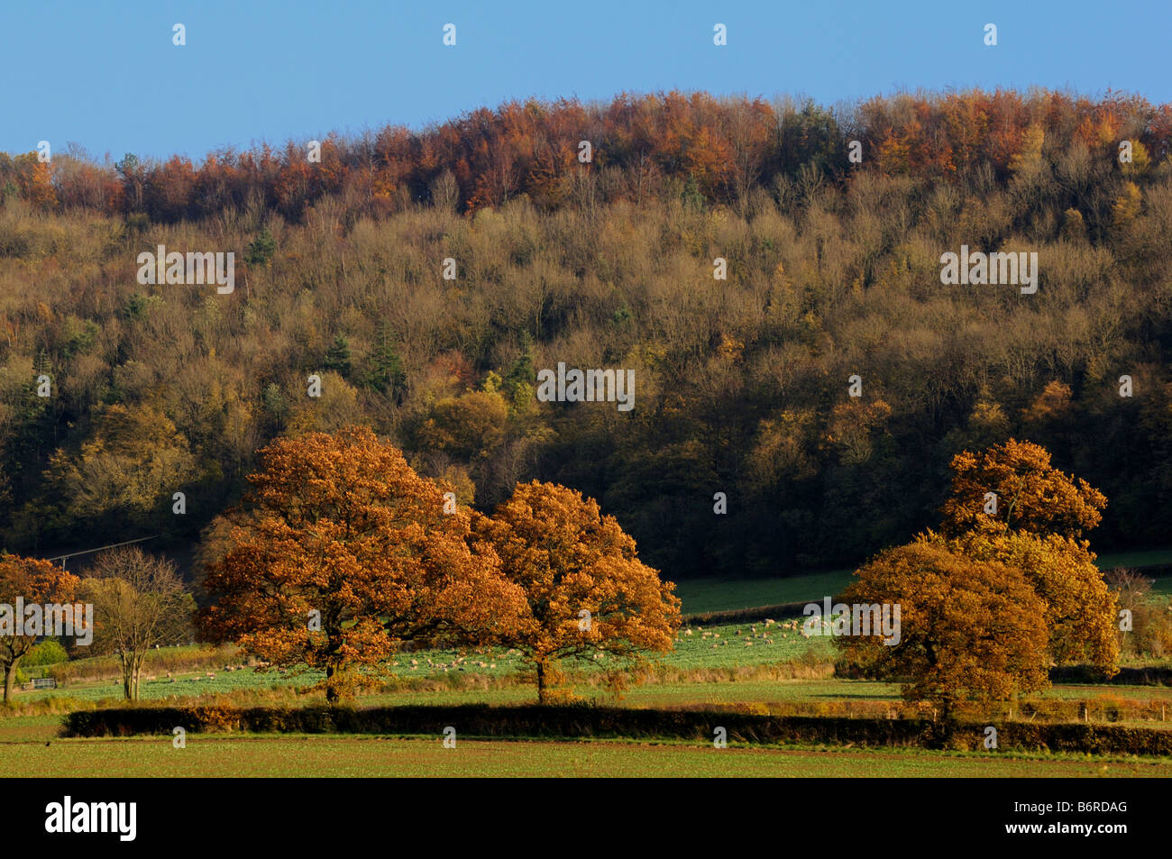 Autumn on Wenlock Edge, Shropshire, England, UK Stock Photo - Alamy