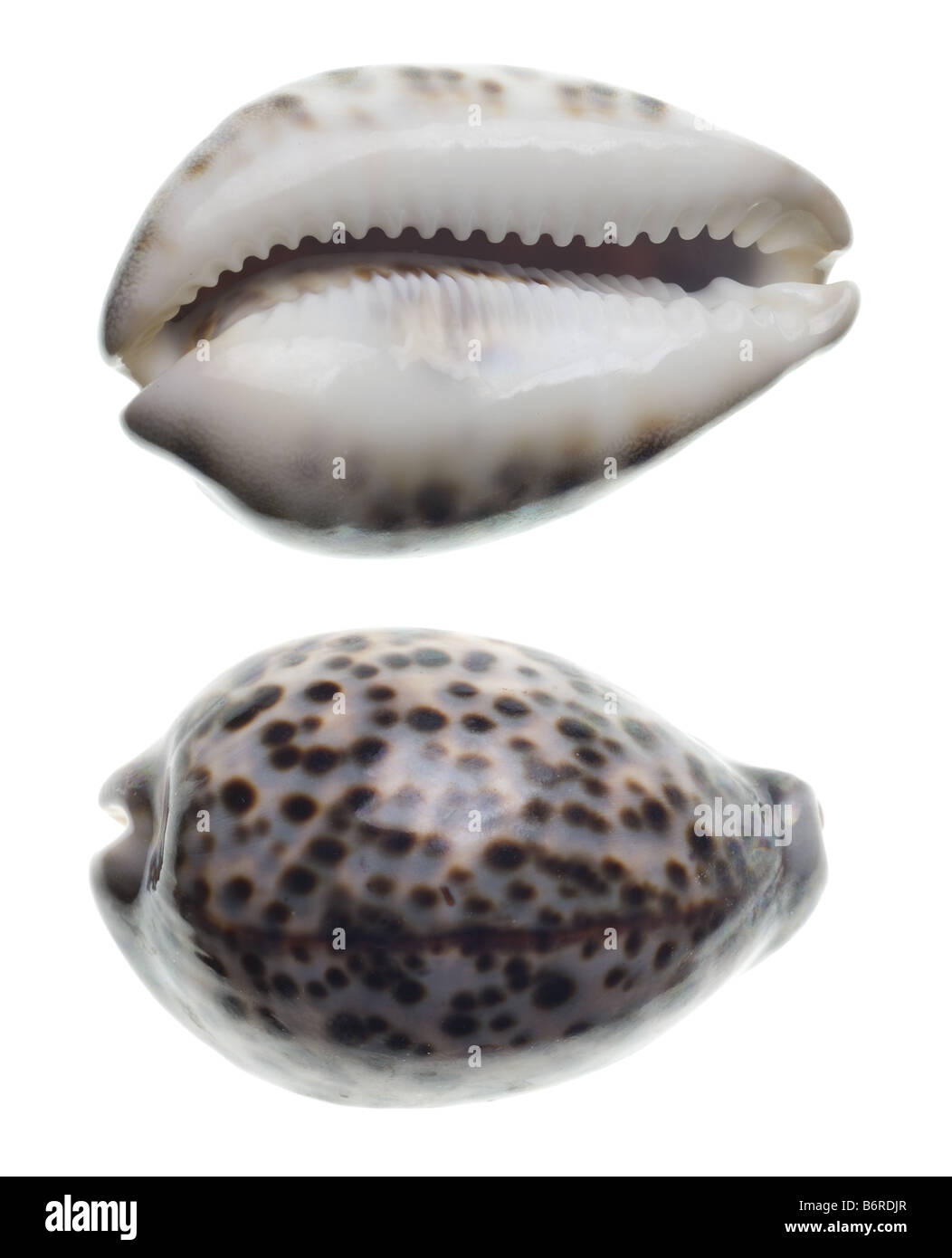 Seashells isolated on white background Stock Photo - Alamy