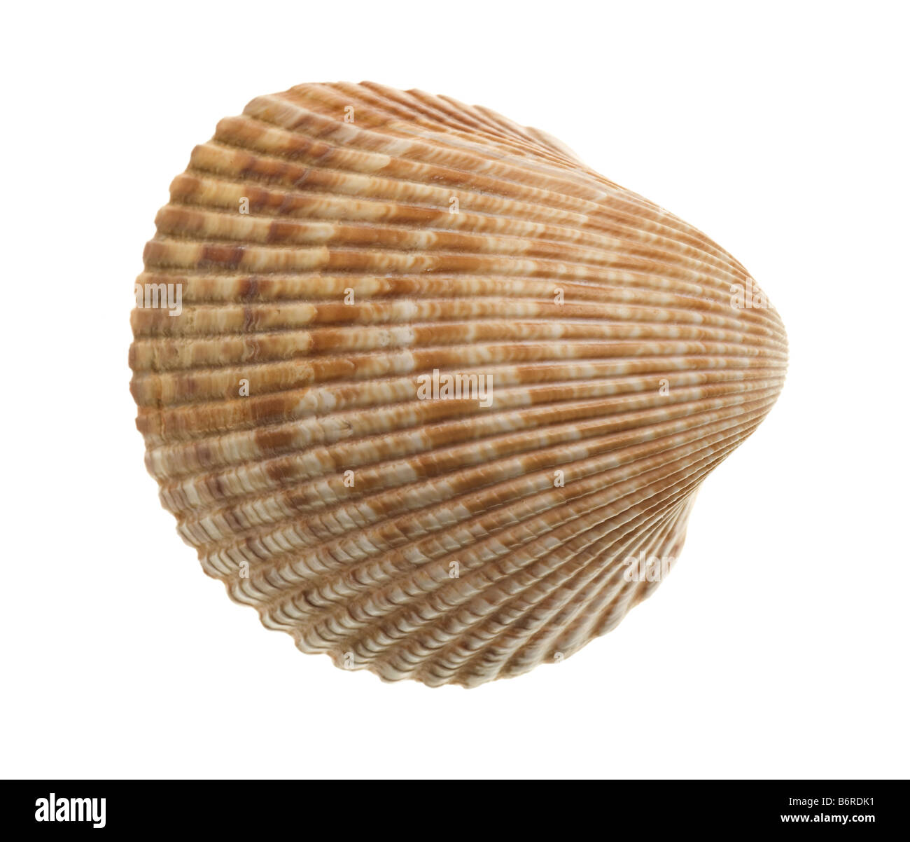 Seashell isolated on white background Stock Photo - Alamy