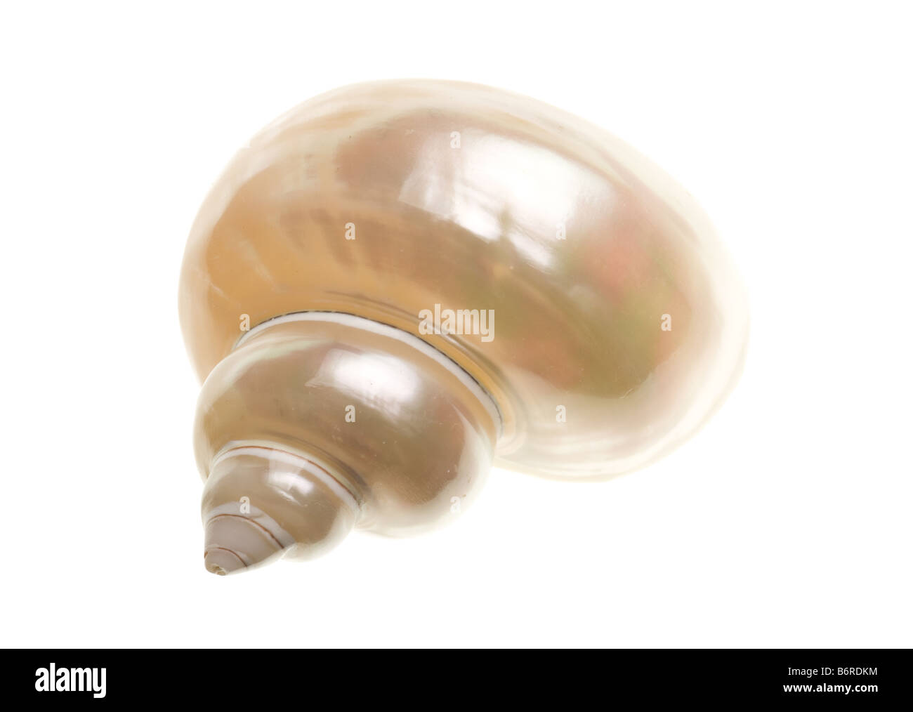 Seashell isolated on white background Stock Photo - Alamy