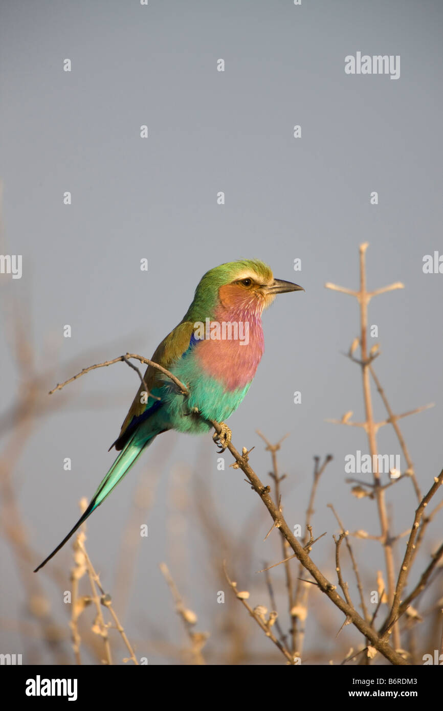 Etosha lilac breasted roller hi-res stock photography and images - Alamy