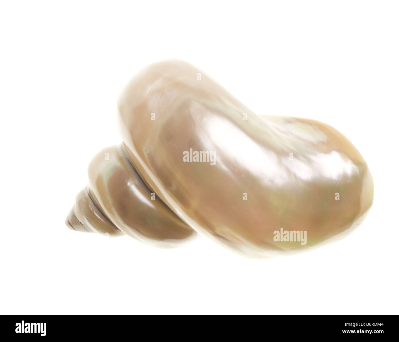 Tropical seashell Cut Out Stock Images & Pictures - Alamy