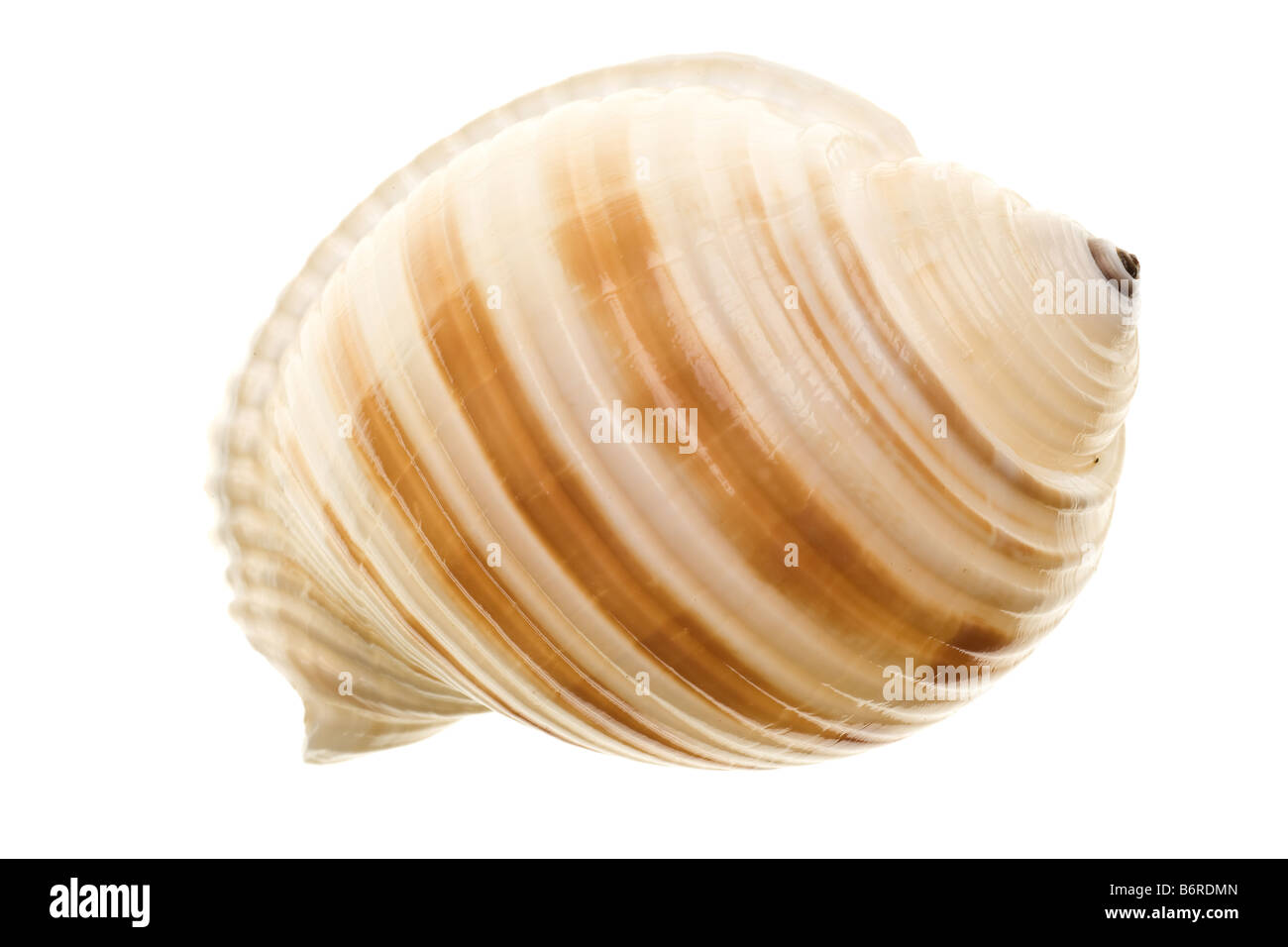 Seashell isolated on white background Stock Photo - Alamy