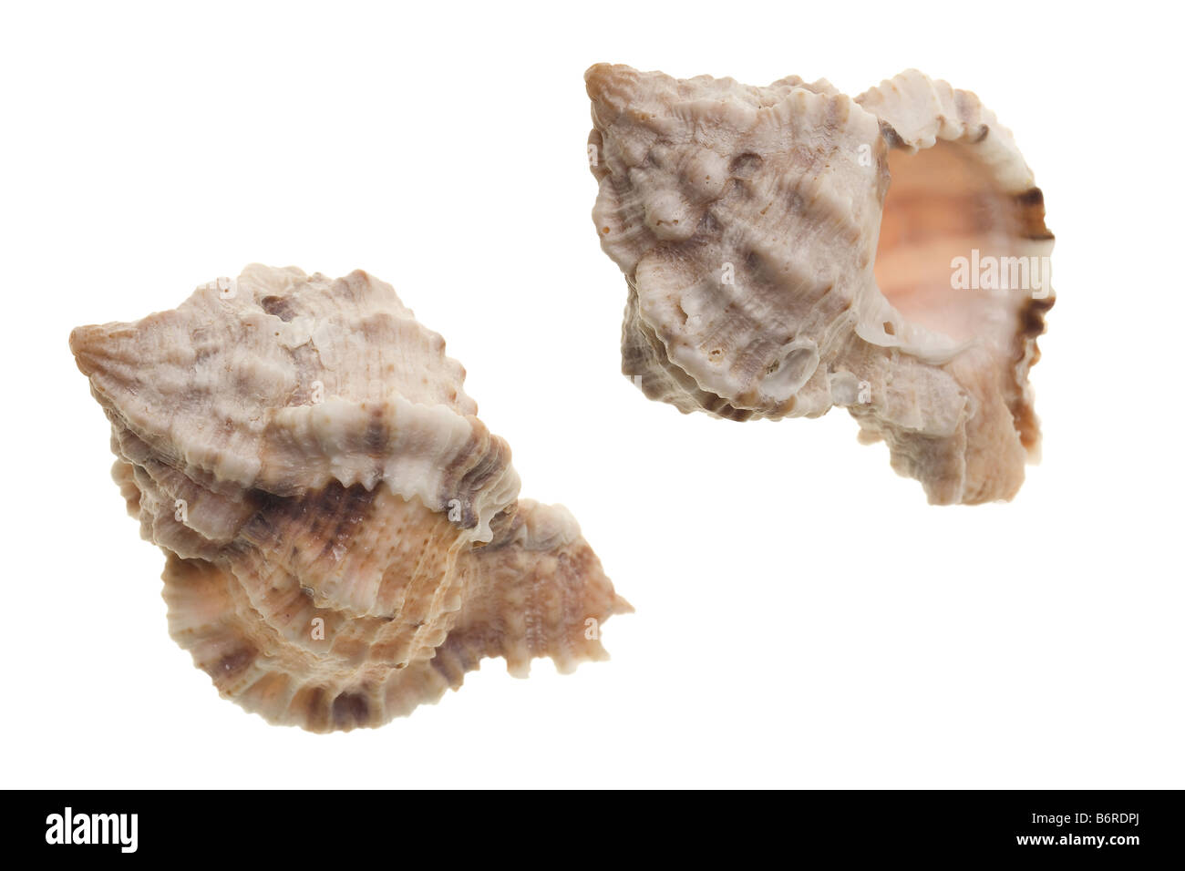 Seashells isolated on white background Stock Photo - Alamy