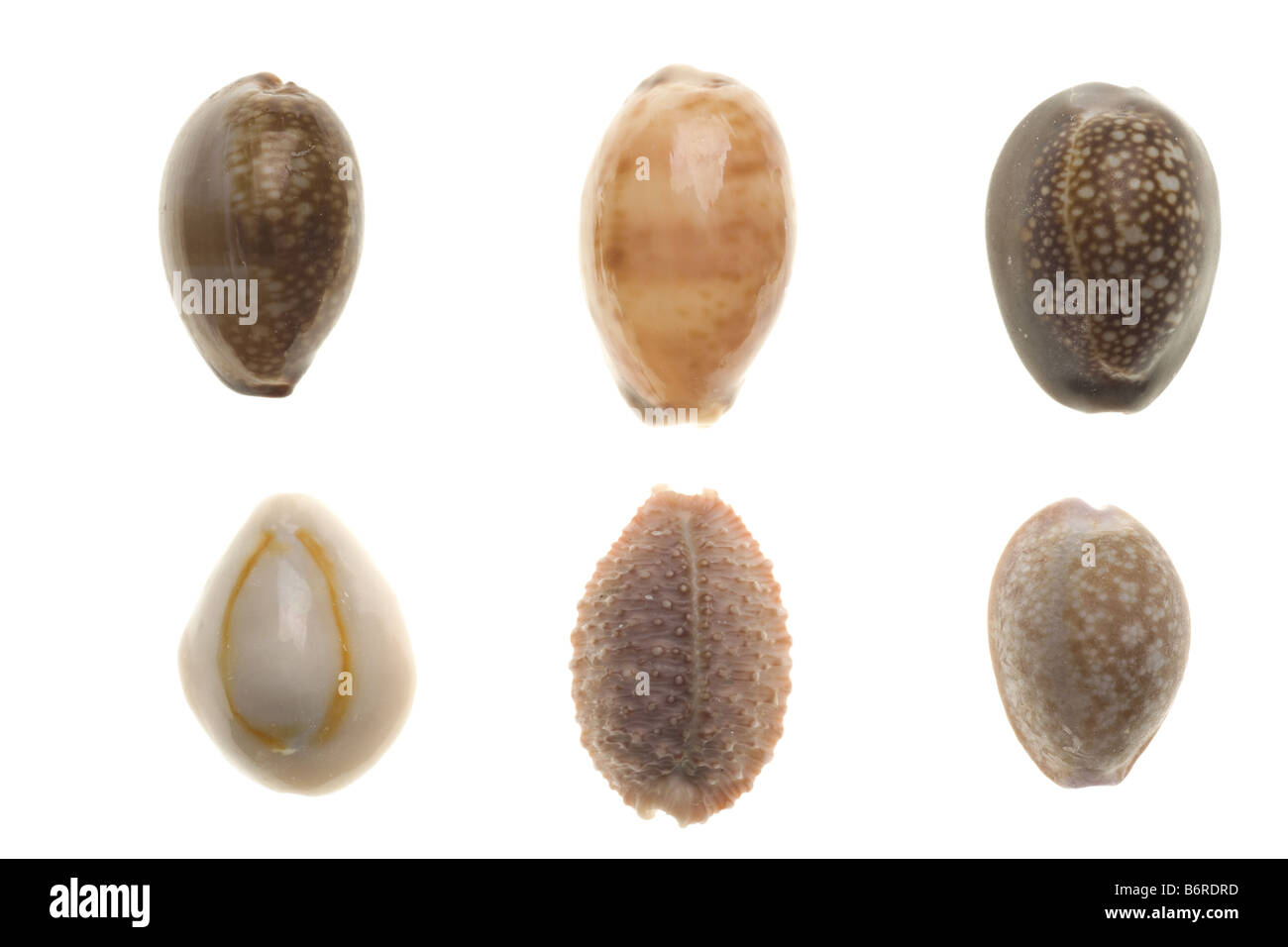 Seashells isolated on white background Stock Photo - Alamy