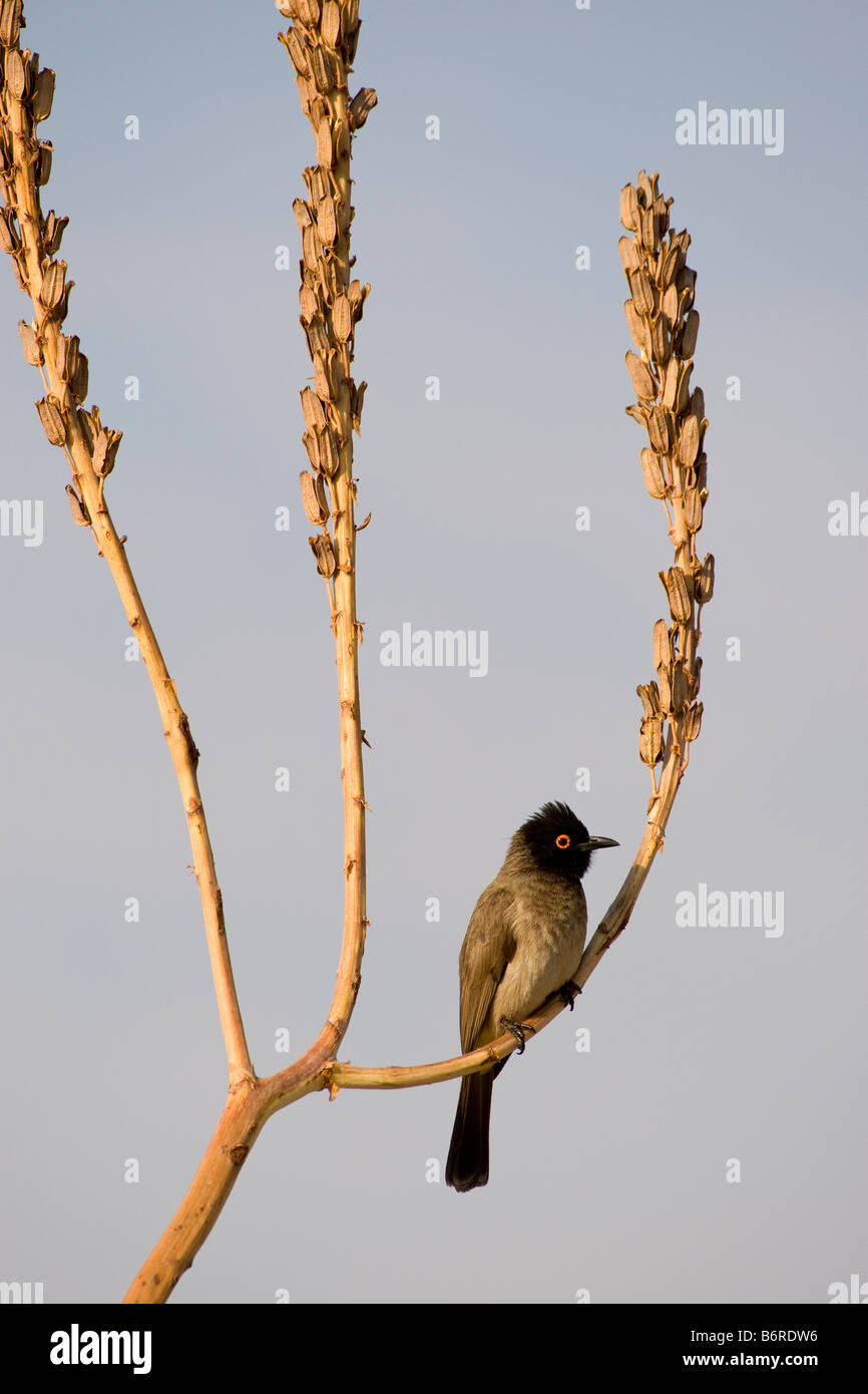 Red eyed birds hi-res stock photography and images - Alamy