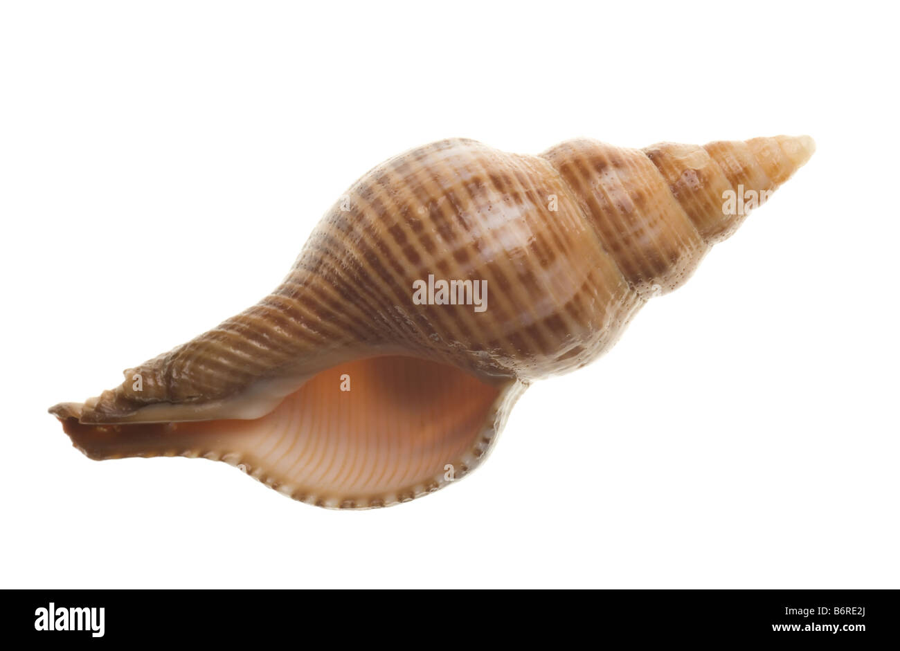 Seashell isolated on white background Stock Photo - Alamy