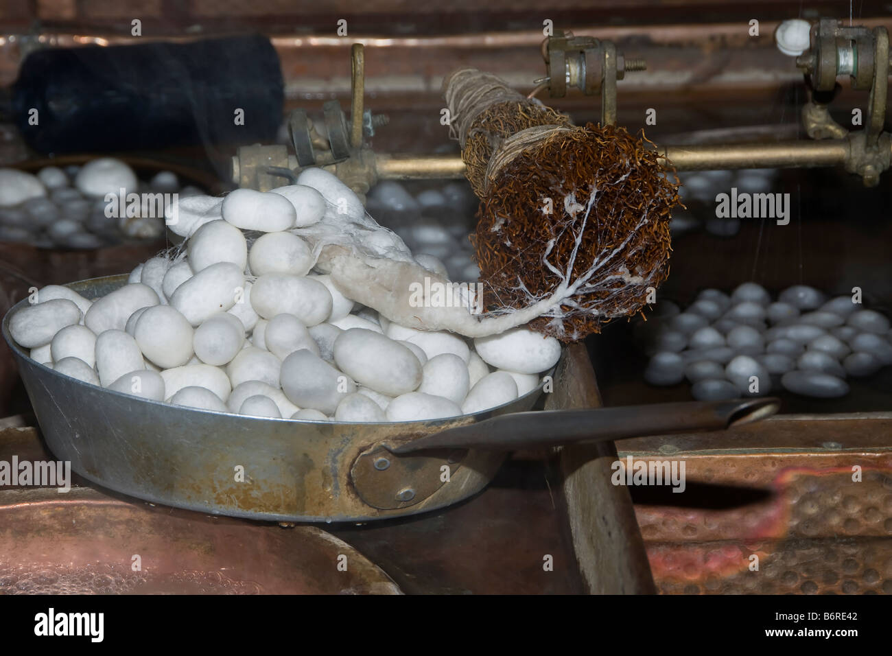 Ccoon hi-res stock photography and images - Alamy