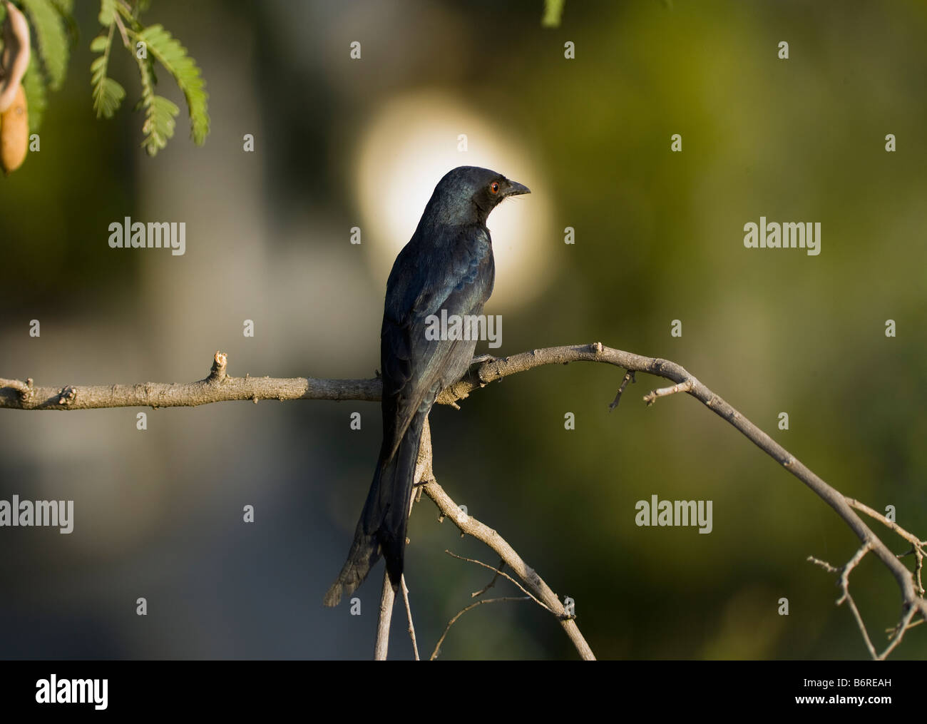 Black drongo dicrurus macrocercus hi-res stock photography and images ...