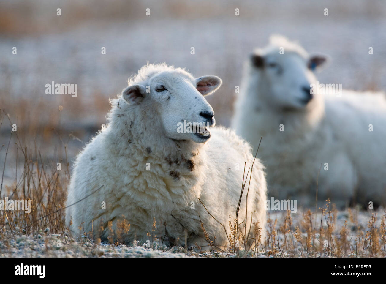 Sheep in frosty field Kent UK winter Stock Photo - Alamy