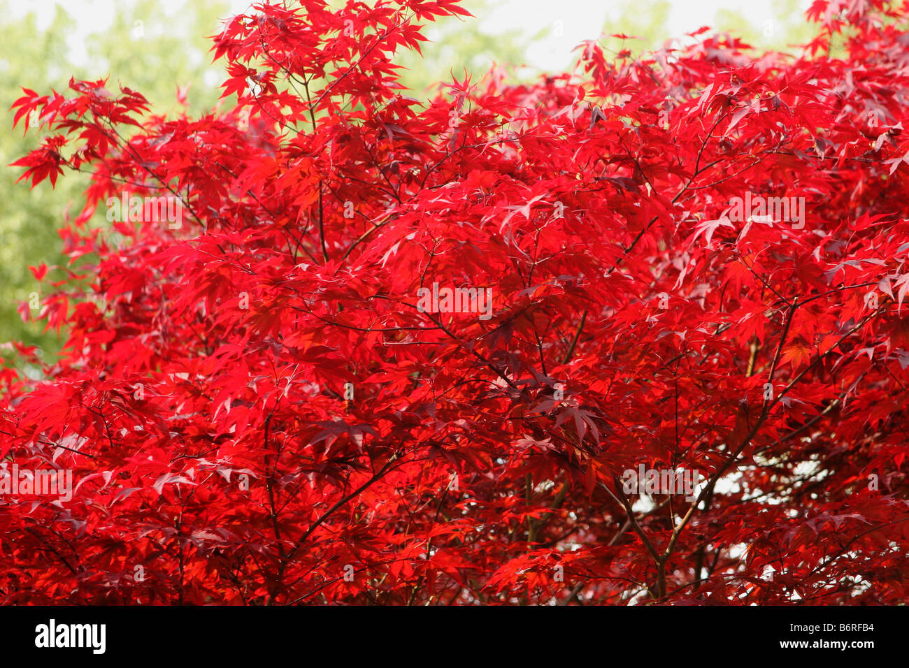 Red leaf Japanese Acer backdrop Stock Photo - Alamy