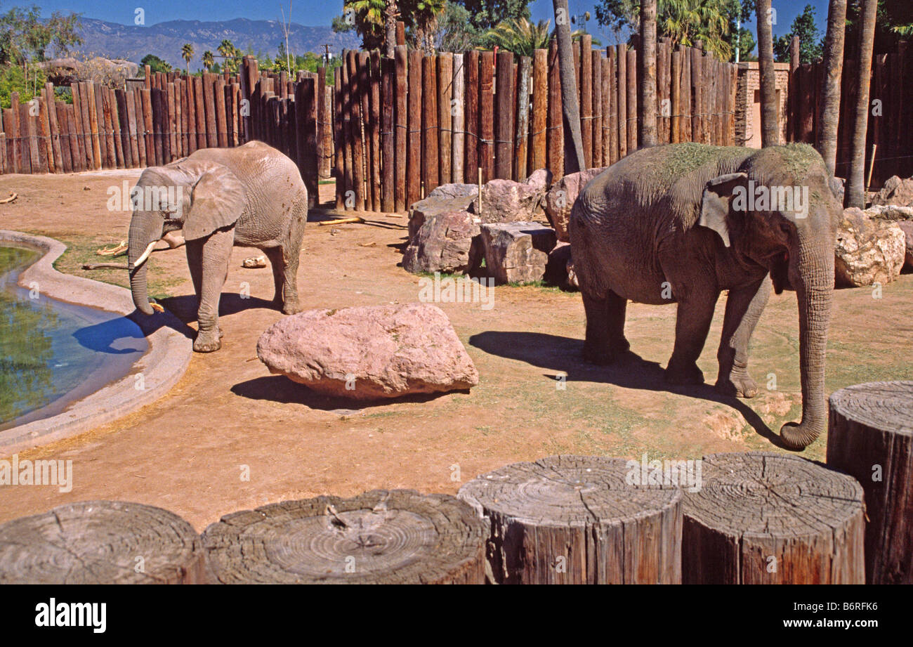 African and Asian elephants at Reid Park Zoo, Tucson, Arizona Stock Photo - Alamy