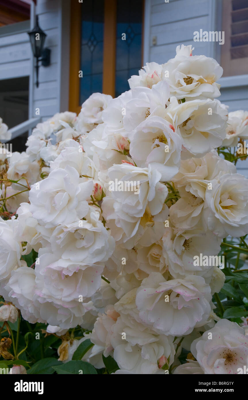 A cascade of white roses near the front door of a cottage Stock Photo ...