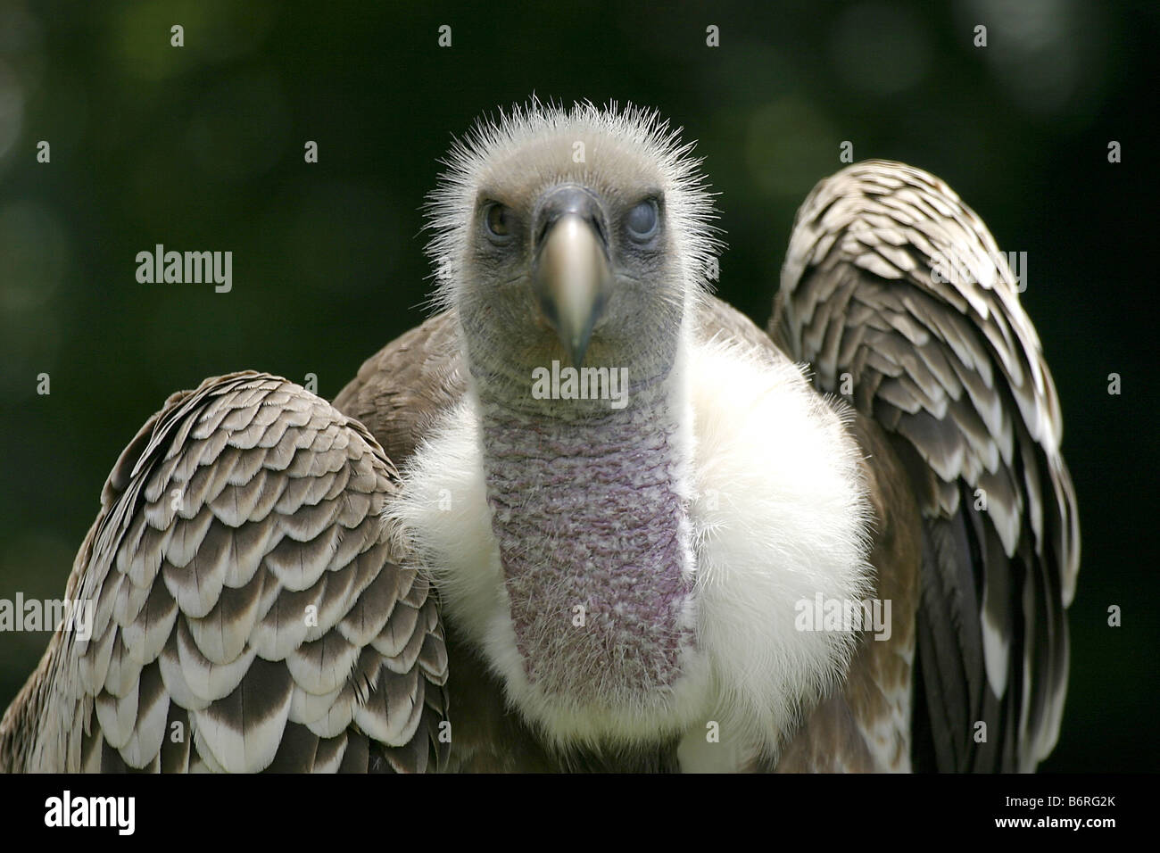 Vulcture hi-res stock photography and images - Alamy