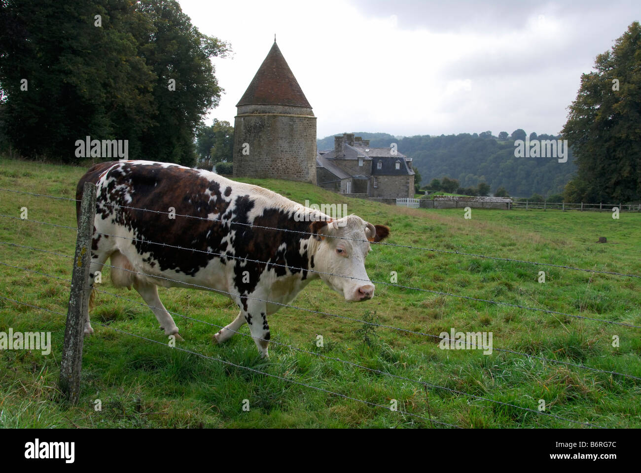 Norman cow hi-res stock photography and images - Alamy