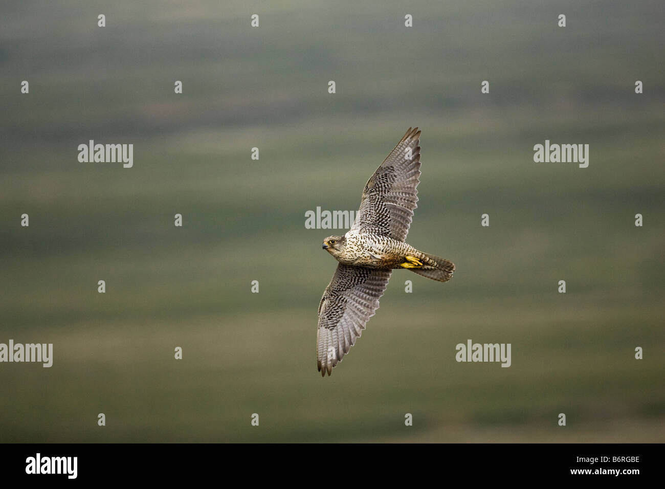 Gyrfalcon Falco rusticolus in Iceland Stock Photo - Alamy