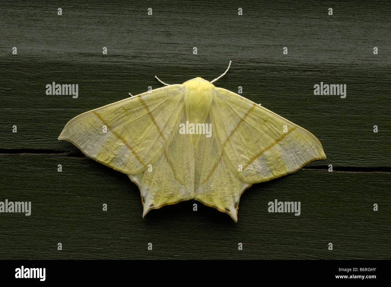 Swallow-tailed Moth{Ourapteryx sambucaria} Stock Photo - Alamy