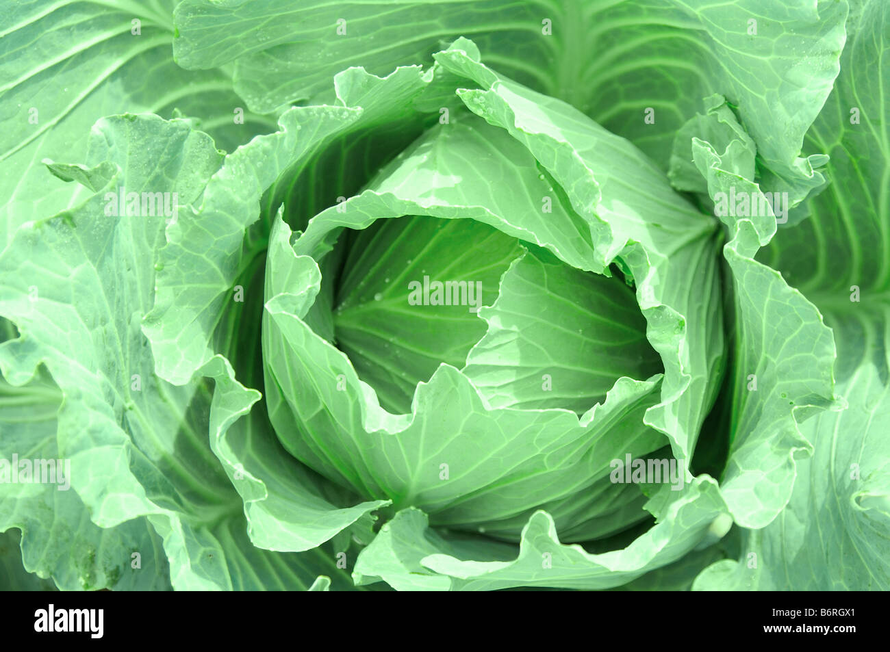 Harvest crop cabbage vegetable hi-res stock photography and images - Alamy