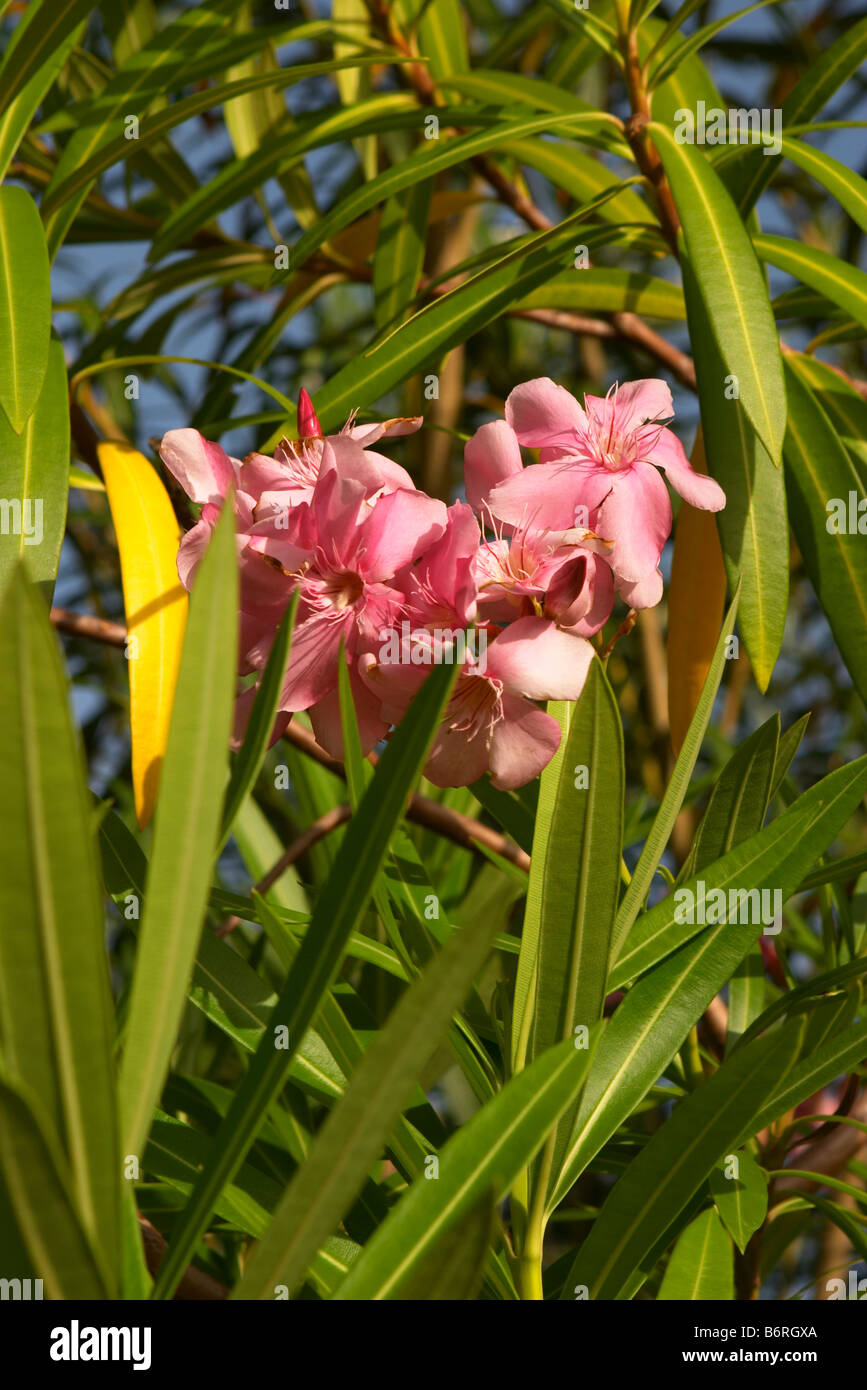 caribbean flora fauna with pink flower Stock Photo - Alamy