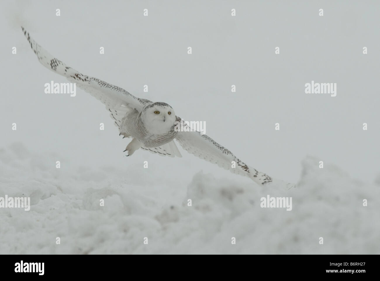 Snowy owl flying hi-res stock photography and images - Alamy