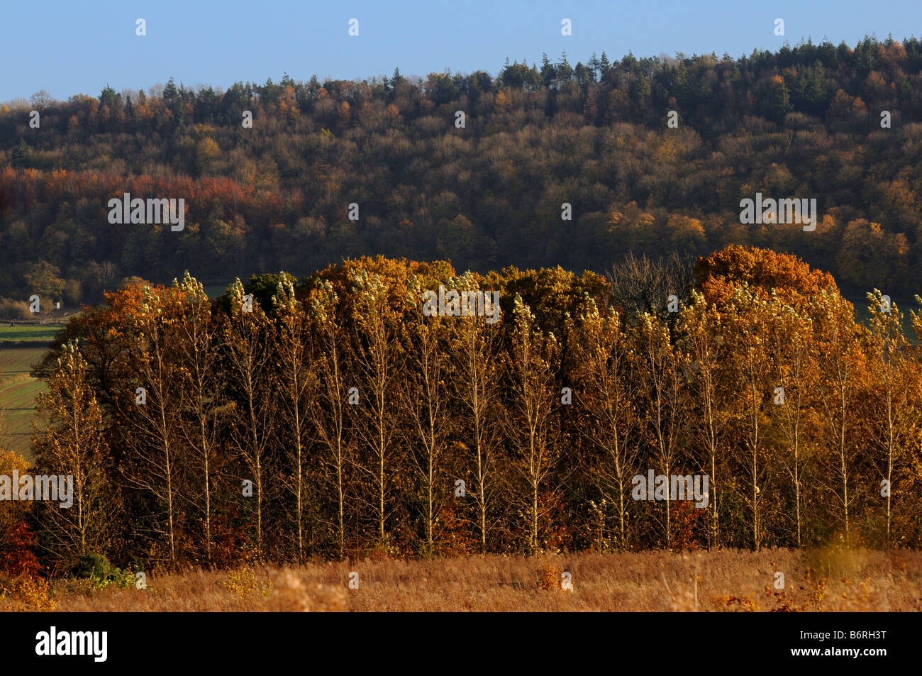 Autumn on Wenlock Edge, Shropshire, England, UK Stock Photo - Alamy