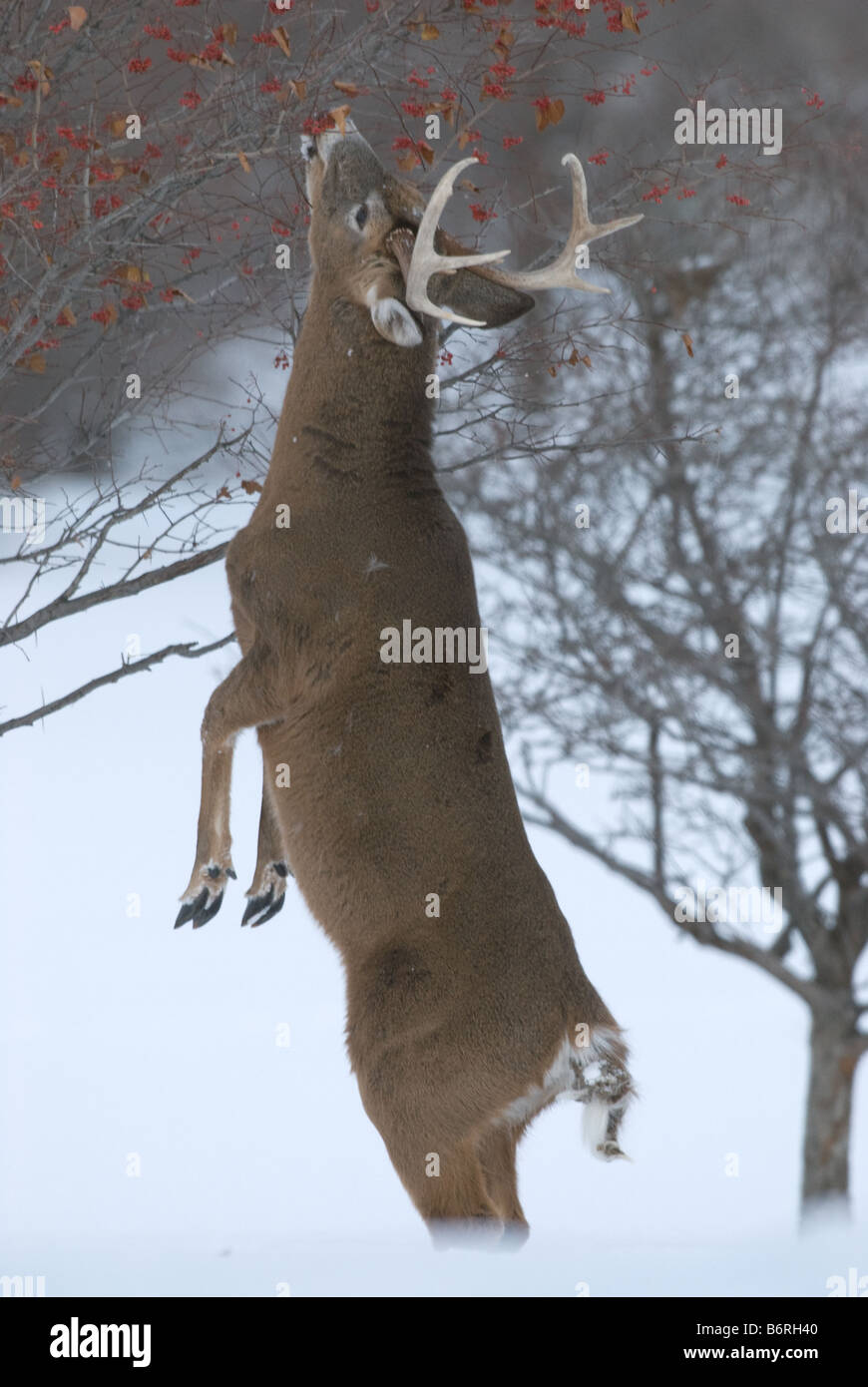 White-tailed Deer (Odocoileus virginianus). Stag on hind legs eating ...