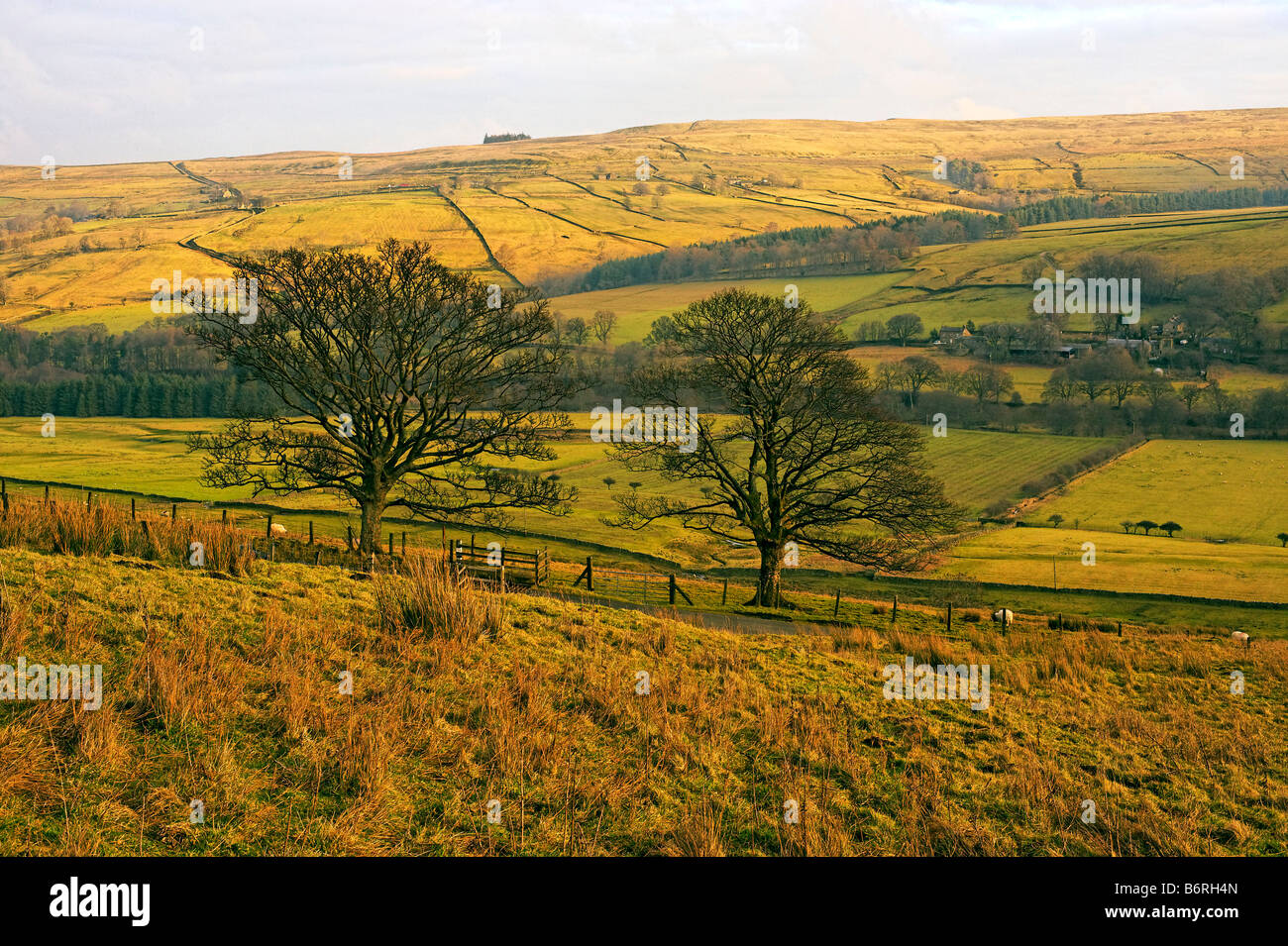 Two Trees in the northern Pennines between Hexham and Alston Stock ...