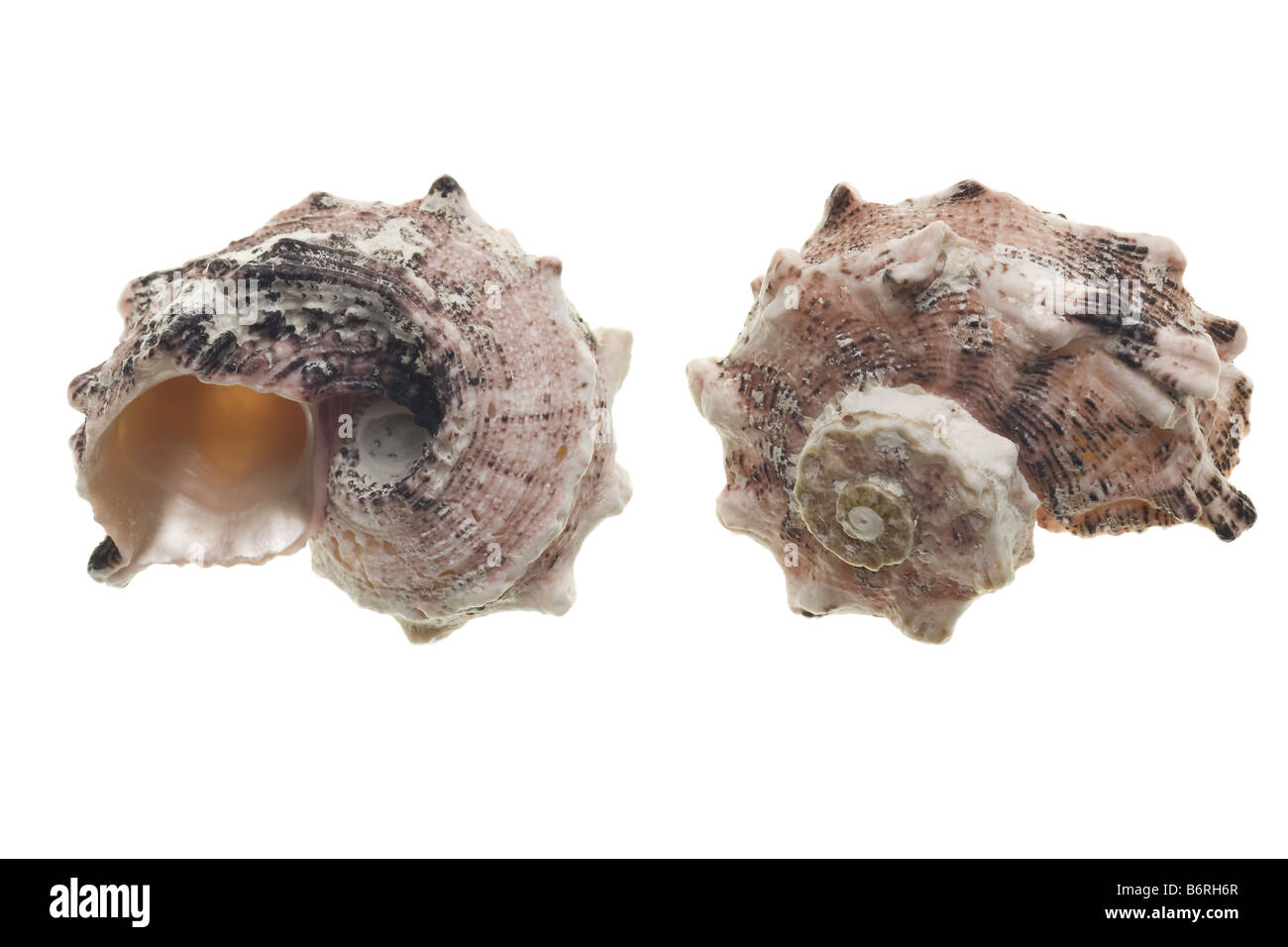 Seashells isolated on white background Stock Photo - Alamy