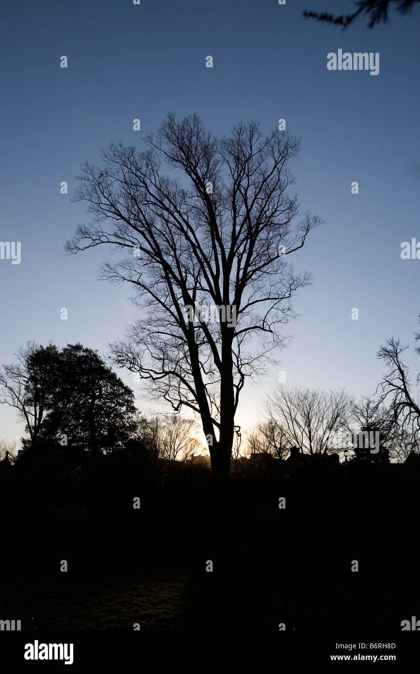Bare Maple Tree Silhouette