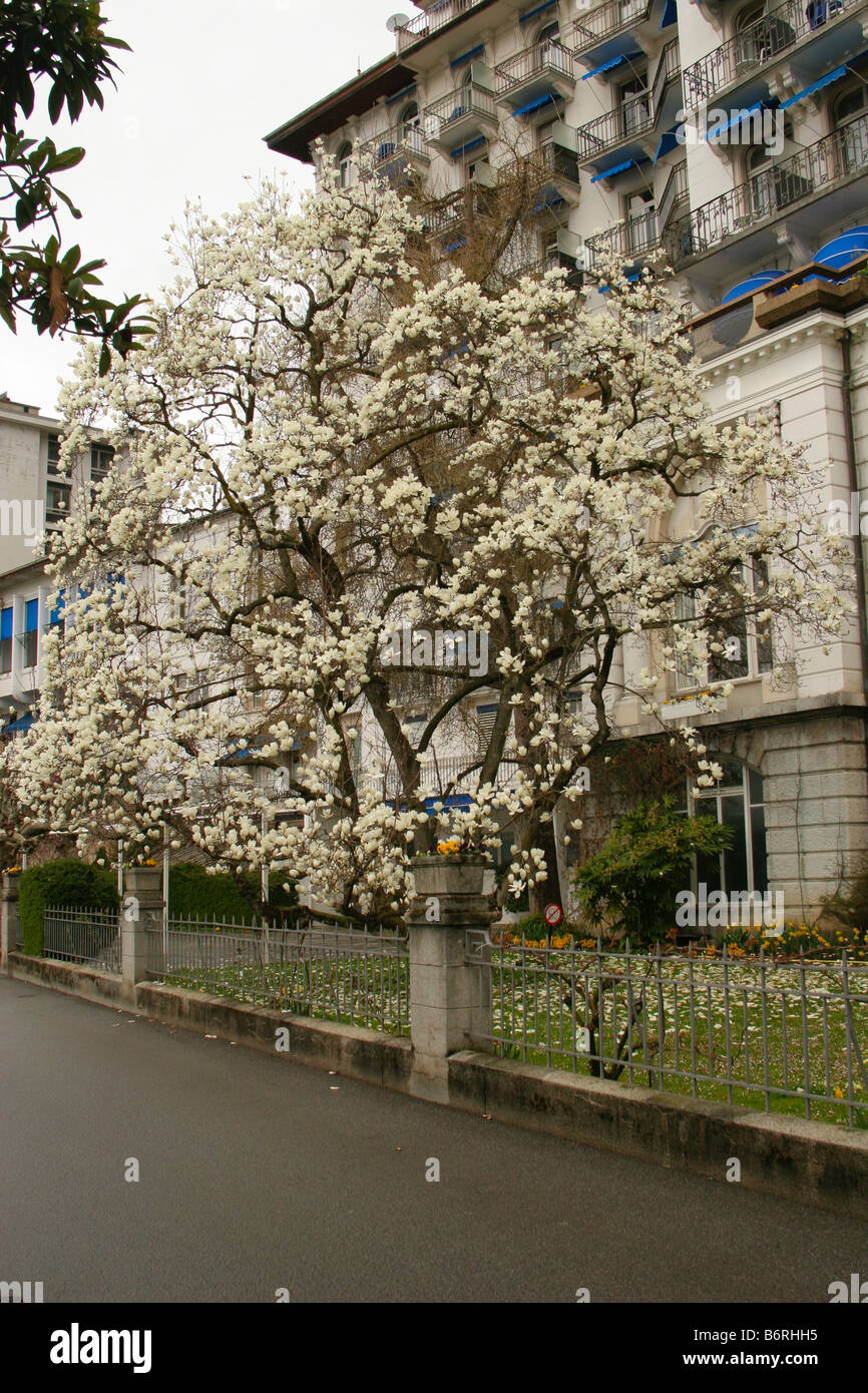 Old magnolia tree hi-res stock photography and images - Alamy