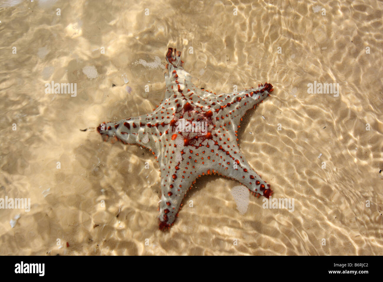 BROWN STARFISH IN SHALLOW WATER QUEENSLAND AUSTRALIA HORIZONTAL ...
