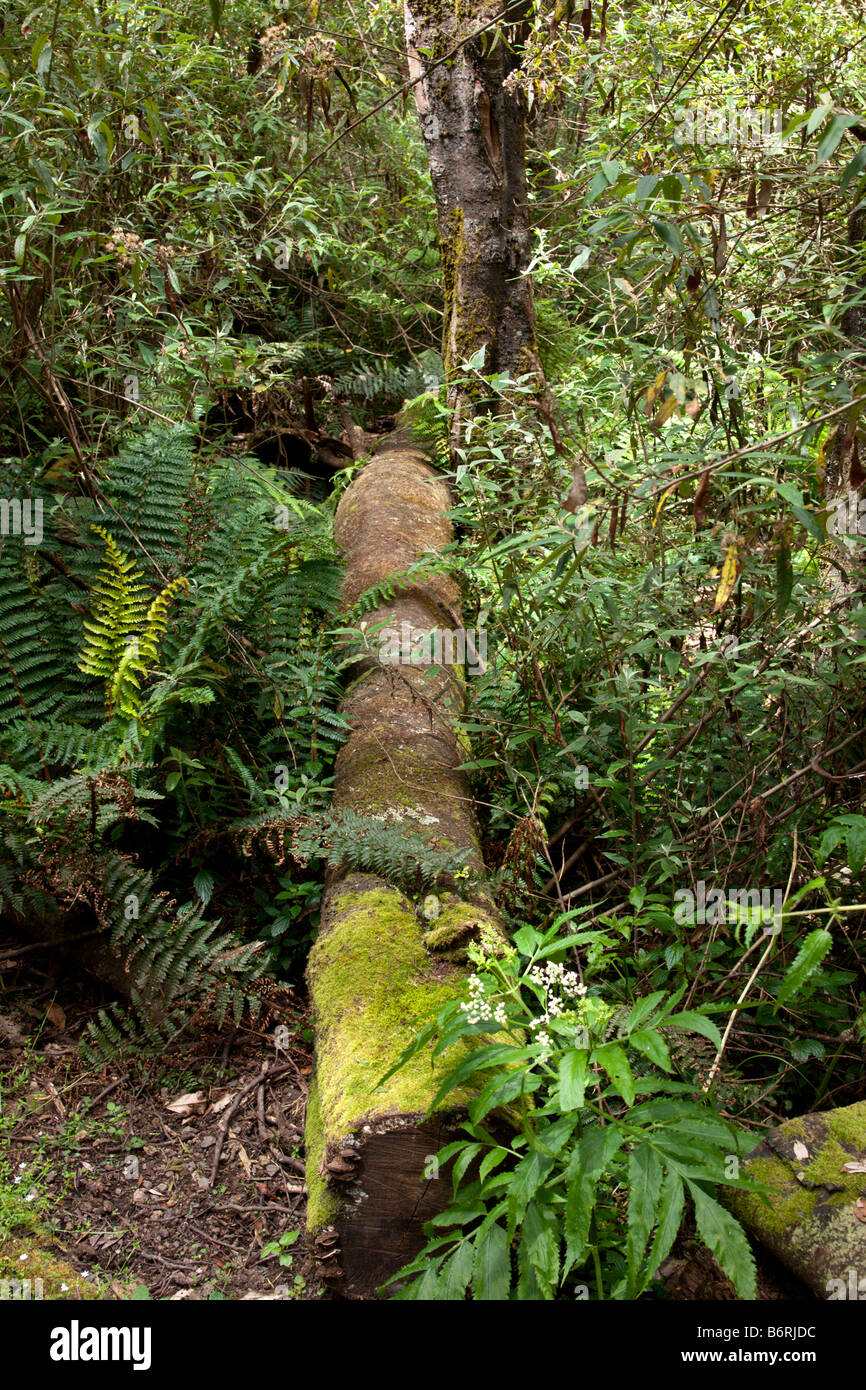 Fallen tree ferns hi-res stock photography and images - Alamy