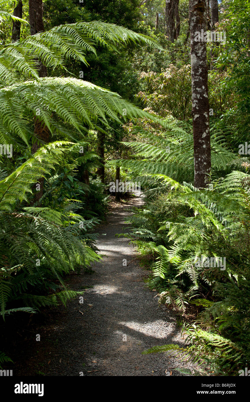 A path leading through a Rain forest Stock Photo - Alamy