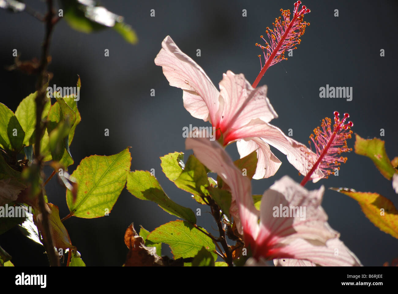 Back lit hibiscus flower hi-res stock photography and images - Alamy