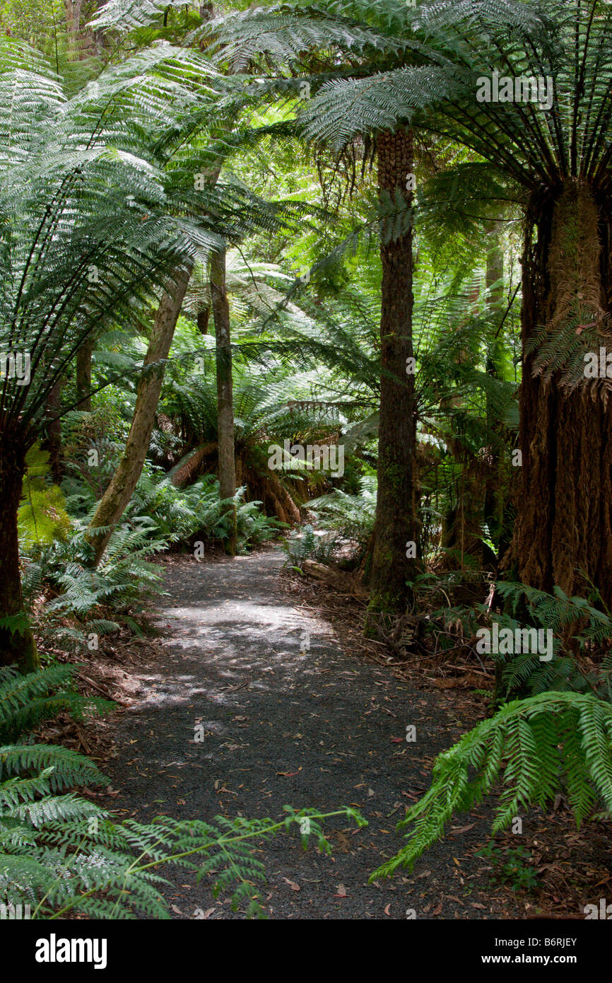 A path leading through a Rain forest Stock Photo - Alamy