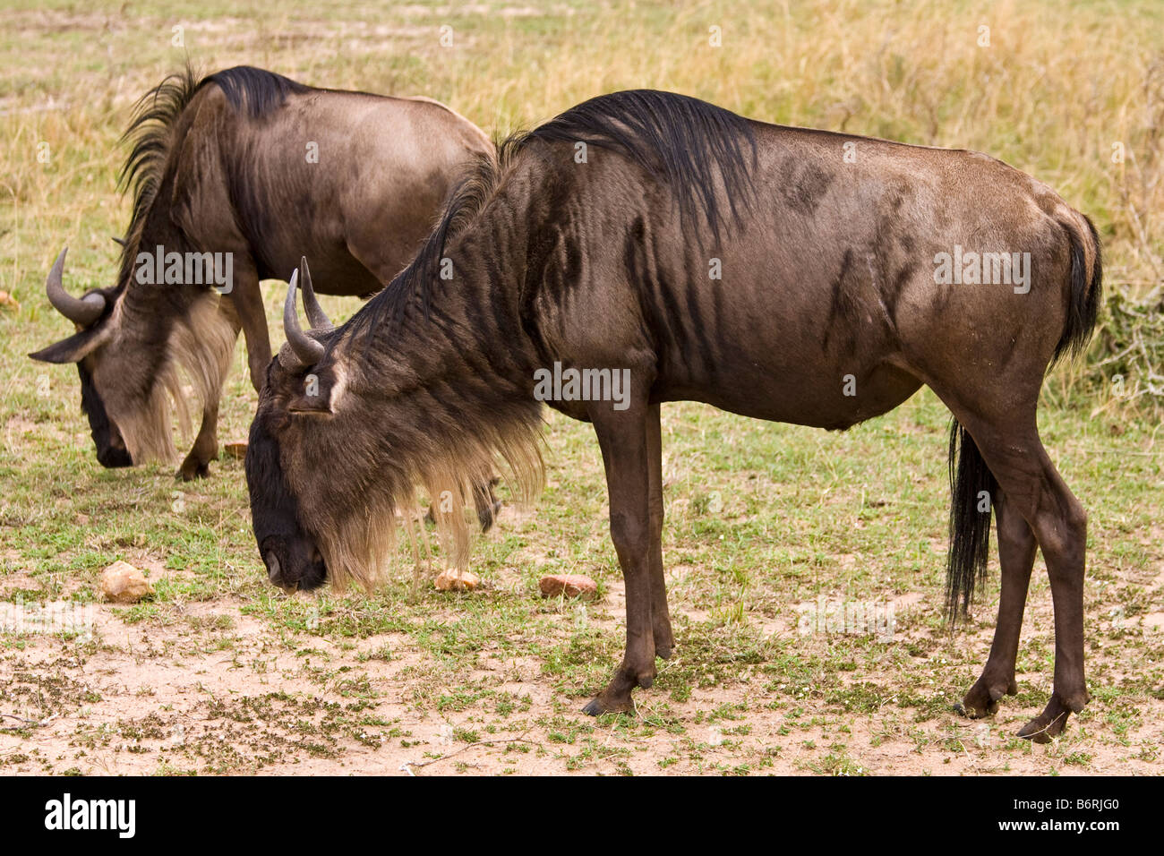 Wilderbeast, Masai Mara Game Park Kenya Africa Stock Photo - Alamy